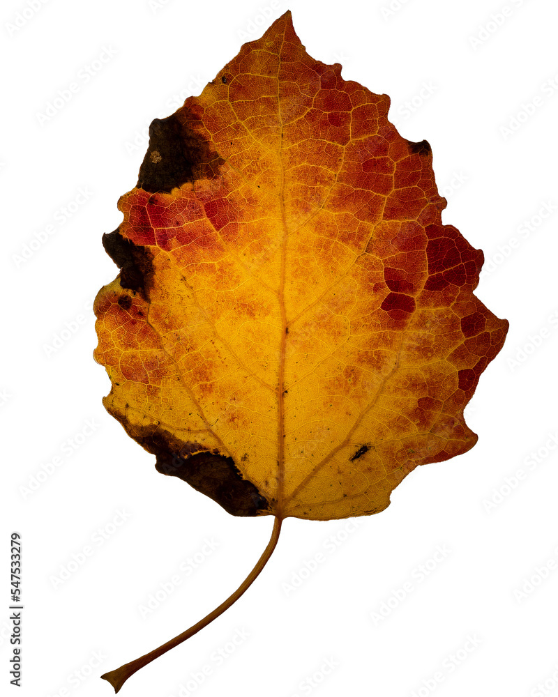 Very detailed closeup of the colorful autumn leaf. Common aspen ...