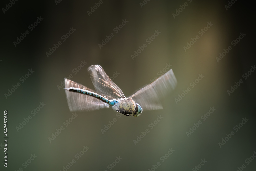 The green hawker, Aeshna viridis, in the air, motionless, the movement ...