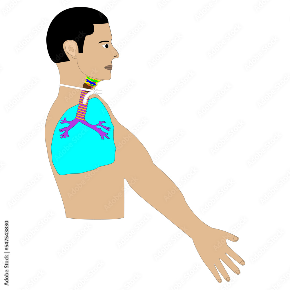 Anatomía humana Anatomía radiografía de un paciente con traqueostomo y ...