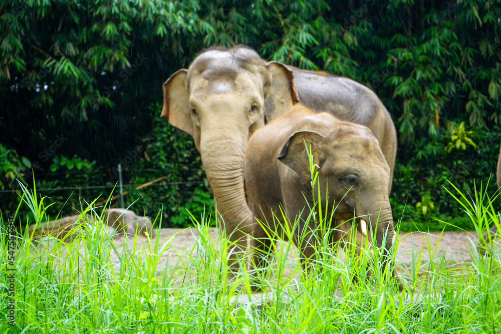 Elephants are the largest existing land animals. Three living species ...