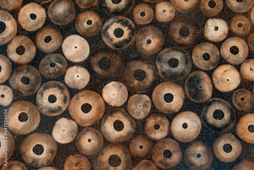 Cross-section texture of bamboo rings Stock Photo | Adobe Stock