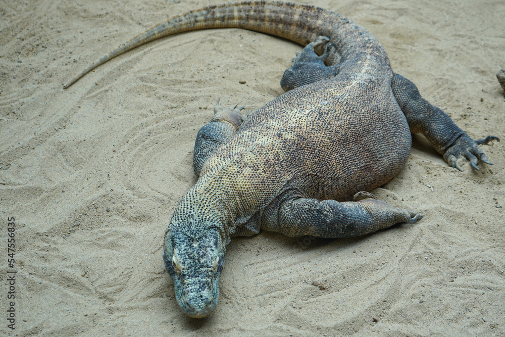 The Komodo dragon (Varanus komodoensis), also known as the Komodo monitor, is a member of the ...