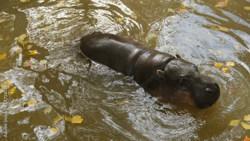 Cute Pygmy hippopotamus swimming on wild water pond ecosystem, african ...