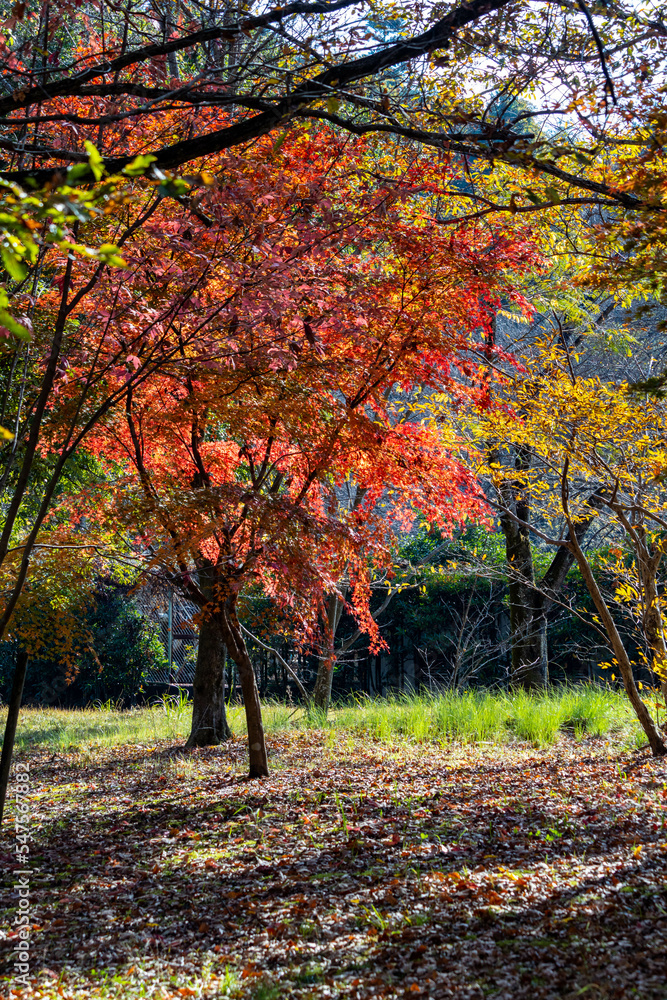 色づき始めた公園の紅葉 Stock Photo | Adobe Stock