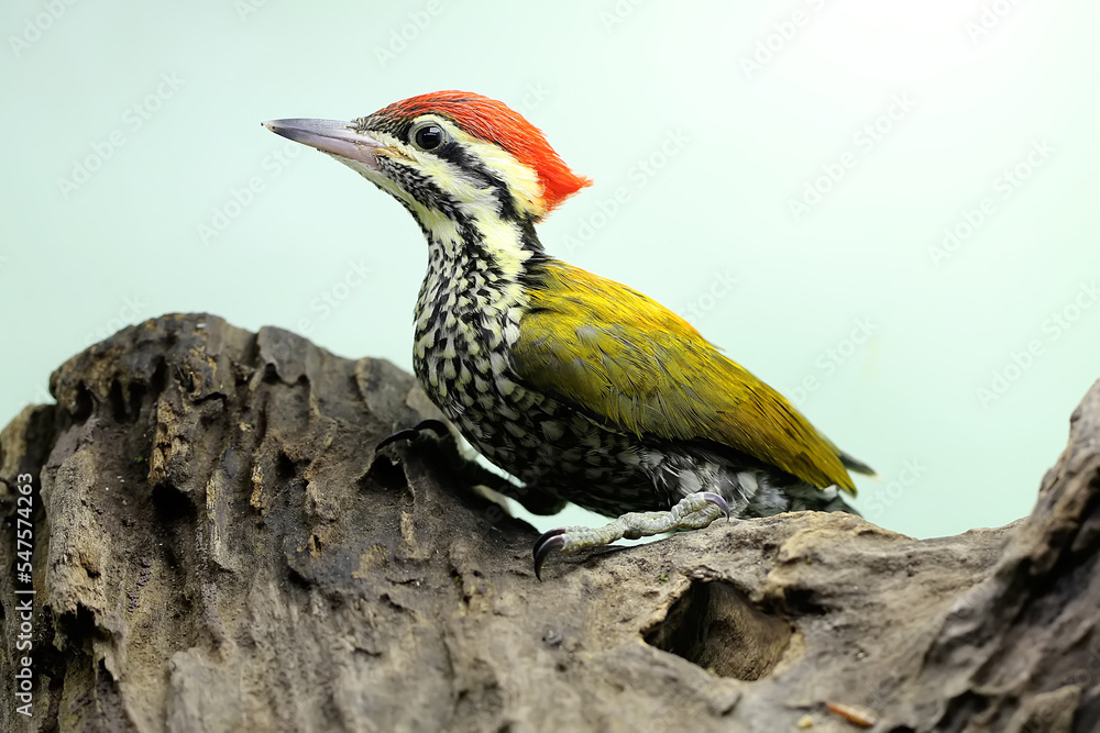 A male common flameback or common goldenback is looking for prey in a ...