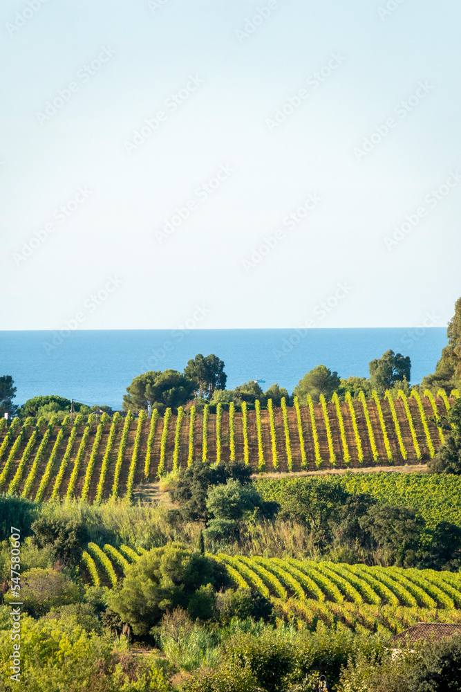 Les vignes du domaine de la Croix, à la Croix-Valmer, dans le Var, en ...