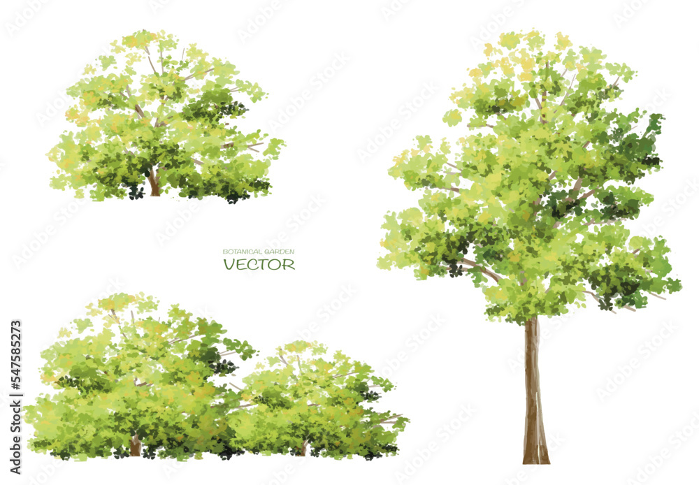 Vector watercolor tree or forest side view isolated on white background ...