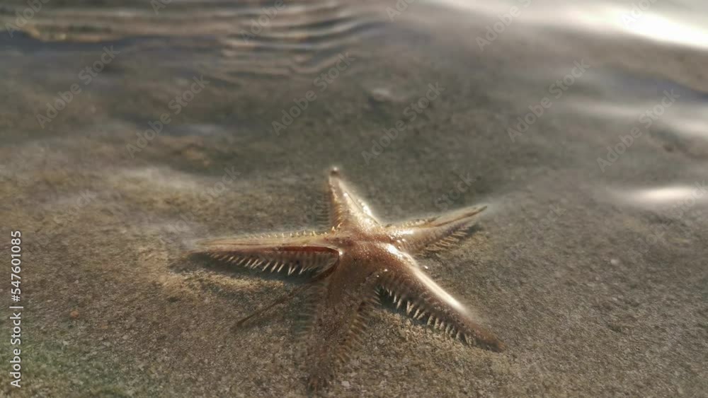 Starfish alive on the brown beach with sunlight and wave of sea water ...