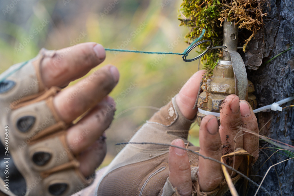 Installation of a fragmentation grenade - trapwire on a tree. A trap ...