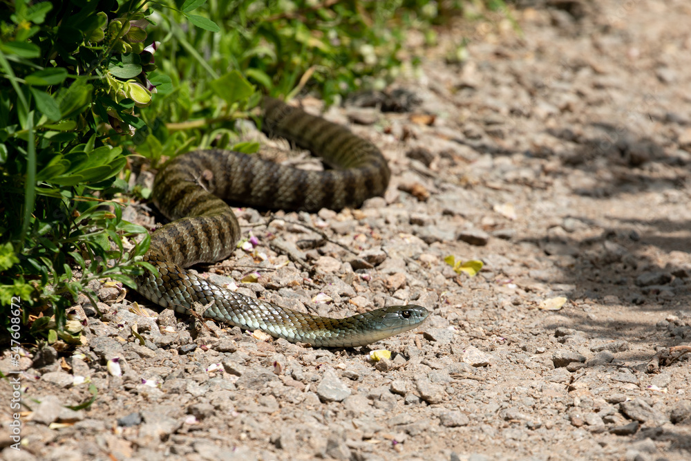 Tiger Snake (Notechis scutatus), is one of the most venomous snakes on ...