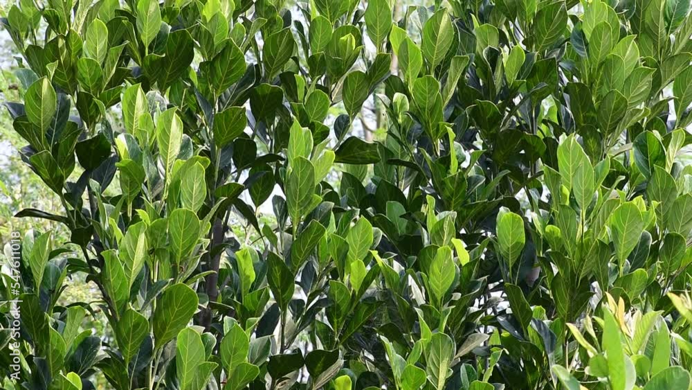 Green jack fruit leaves with natural background. The jack fruit (also ...