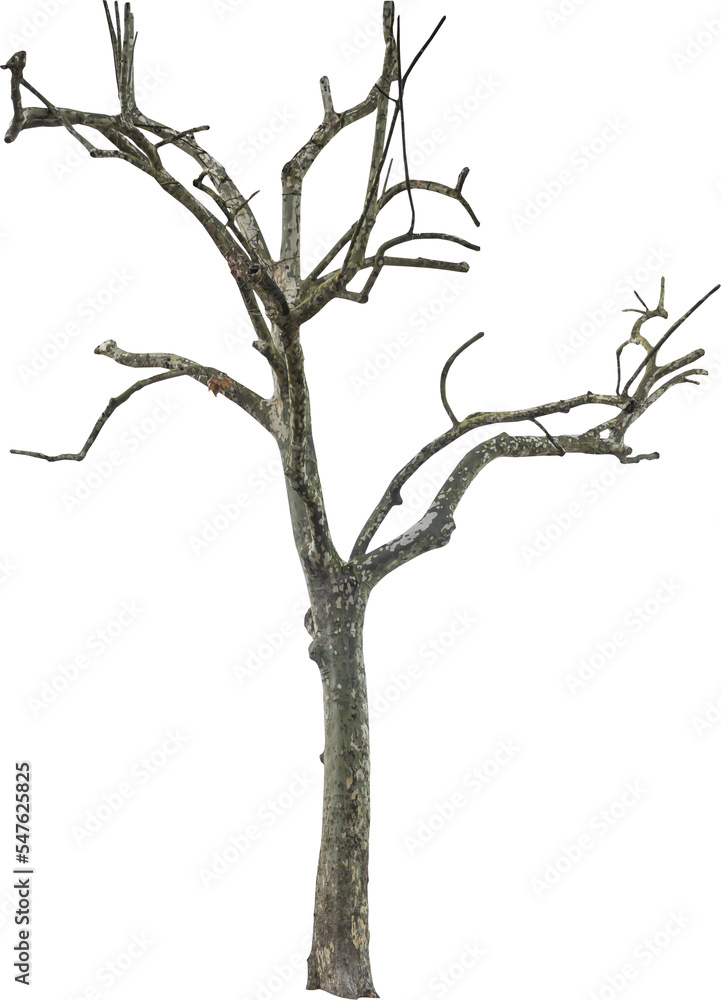 Isolated PNG cutout of a tree trunk on a transparent background Stock ...