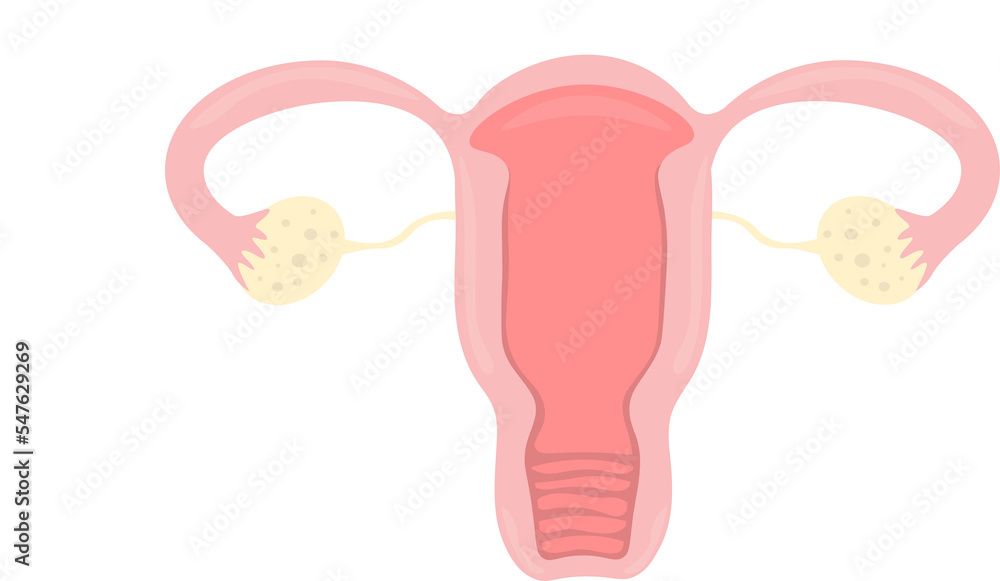 Human body healthy femaly uterus gynecology and reproductology Stock ...