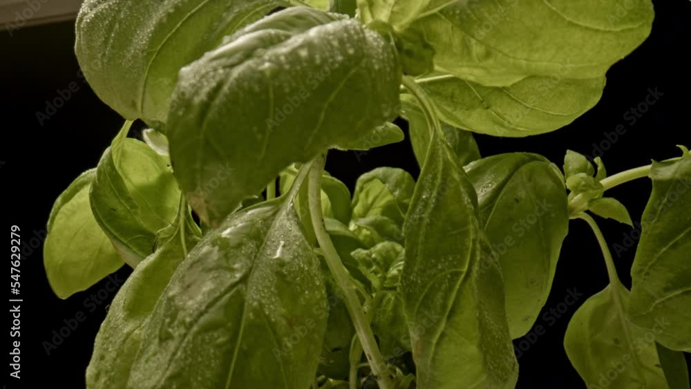 Fresh basil leaves on a dark ground background. Fresh leaves with rain ...