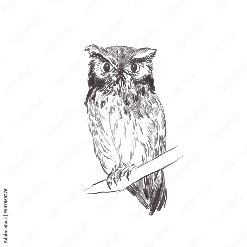 Eastern Screech Owl Drawing