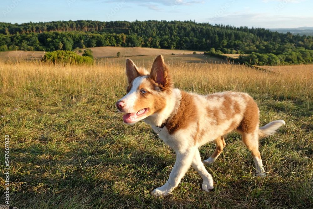 Red Tri Border Collie