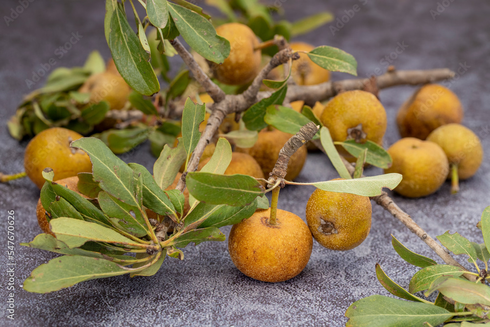 Wild pear (also known as Pyrus pyraster, pyrus elaeagrifolia ...