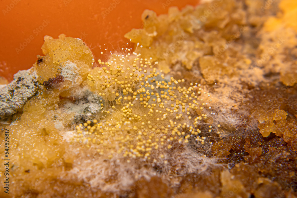 Corticium salmonicolor is a species of fungus that belongs to the ...