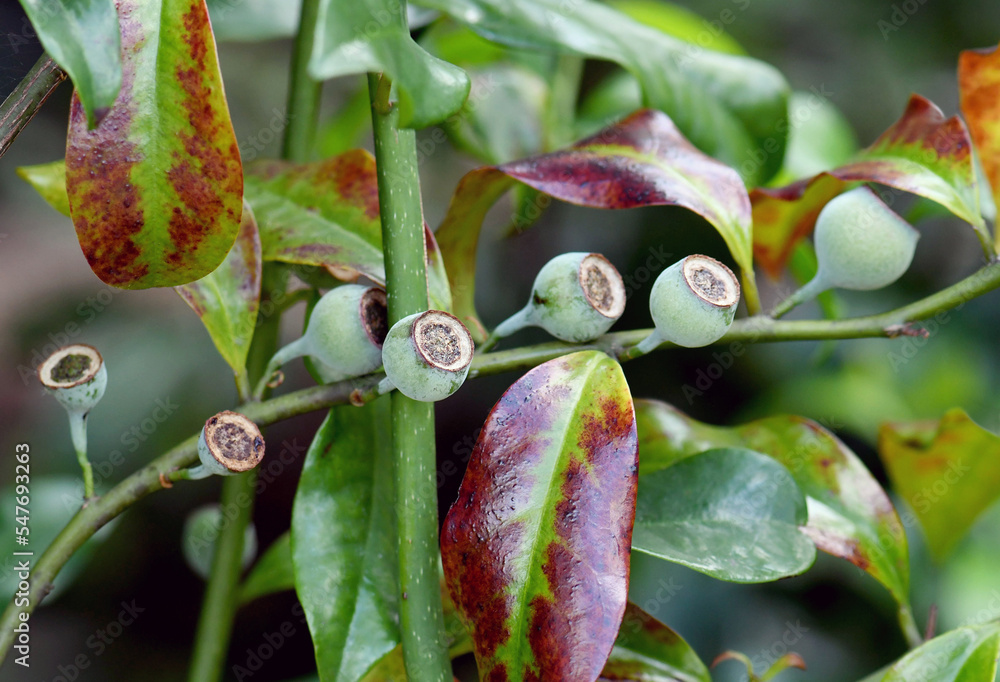 Fruit of the Australian native bush tucker Bolwarra, Eupomatia laurina ...