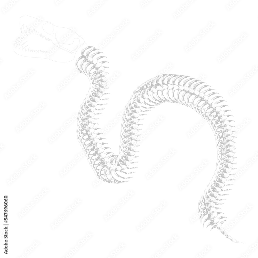 Snake skeleton Stock Illustration | Adobe Stock