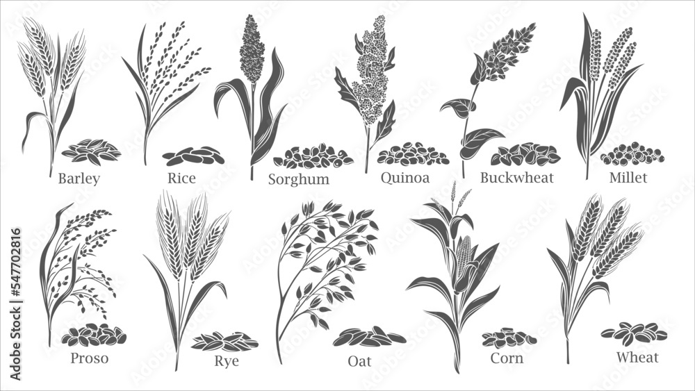 Wheat Crops Black And White