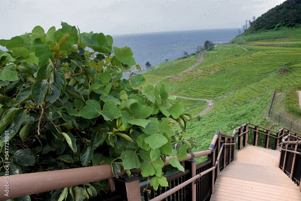 Shiroyone Senmaida Rice Terraces - a scenic hillside of rice paddies ...