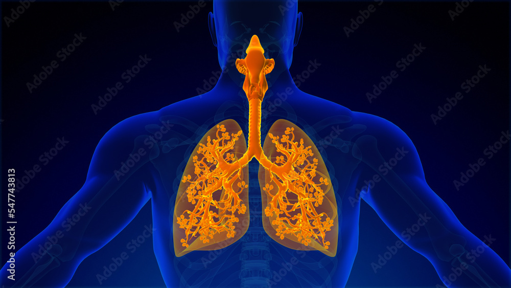Human Respiratory System Lungs Anatomy Stock Illustration | Adobe Stock