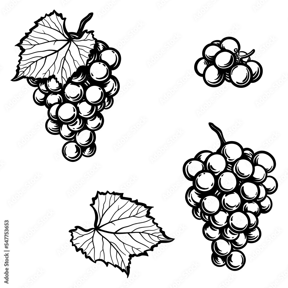 Grapes and grape leaf. Vector illustration of grapes isolated on a ...