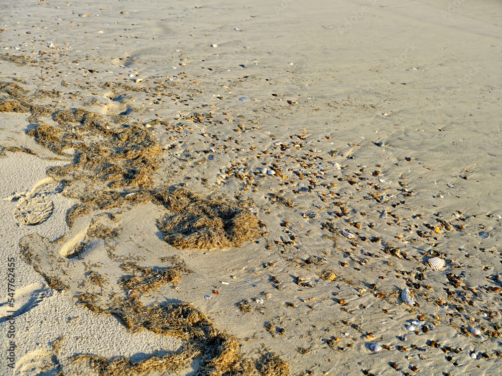 Rocks shells and seaweed litter the beach at Kill Devil Hills on the ...