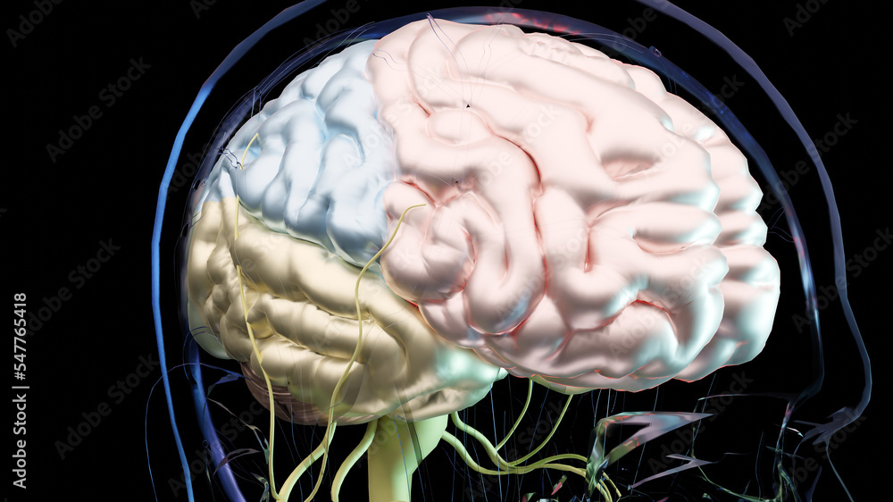 Human brain nervous system anatomy, sections are separated by colored ...