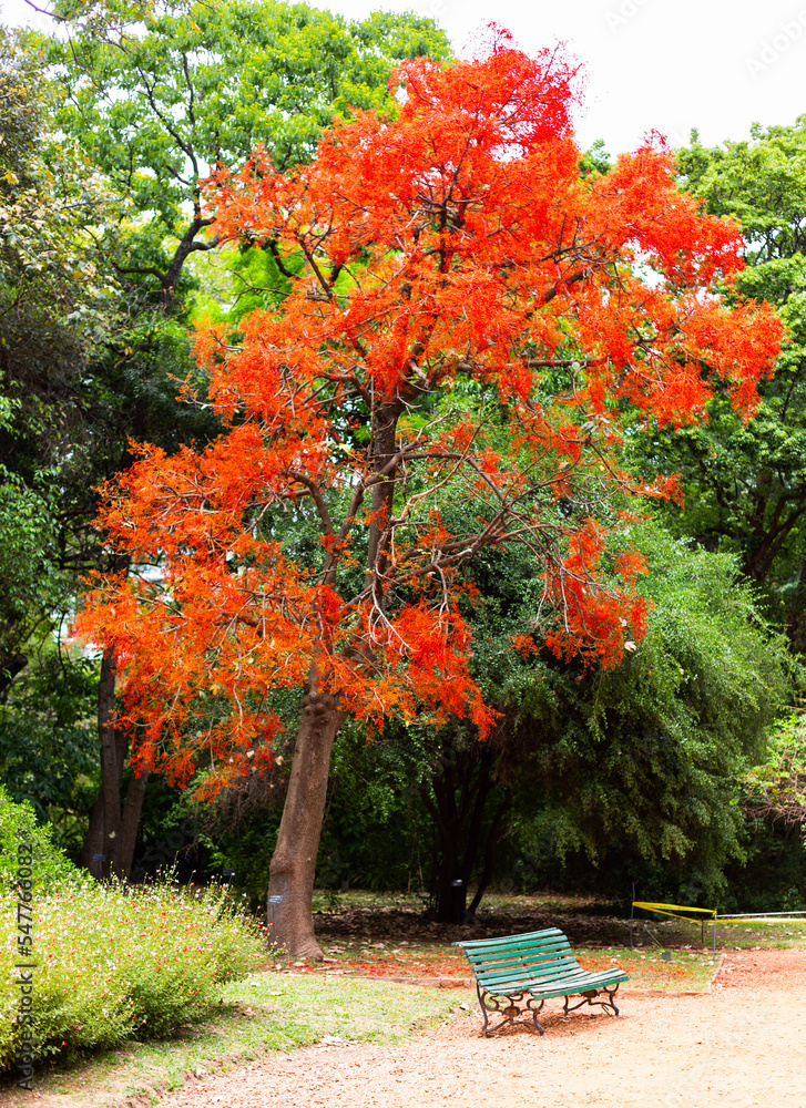 Foto de The Australian Brachychiton acerifolius, commonly known as the ...