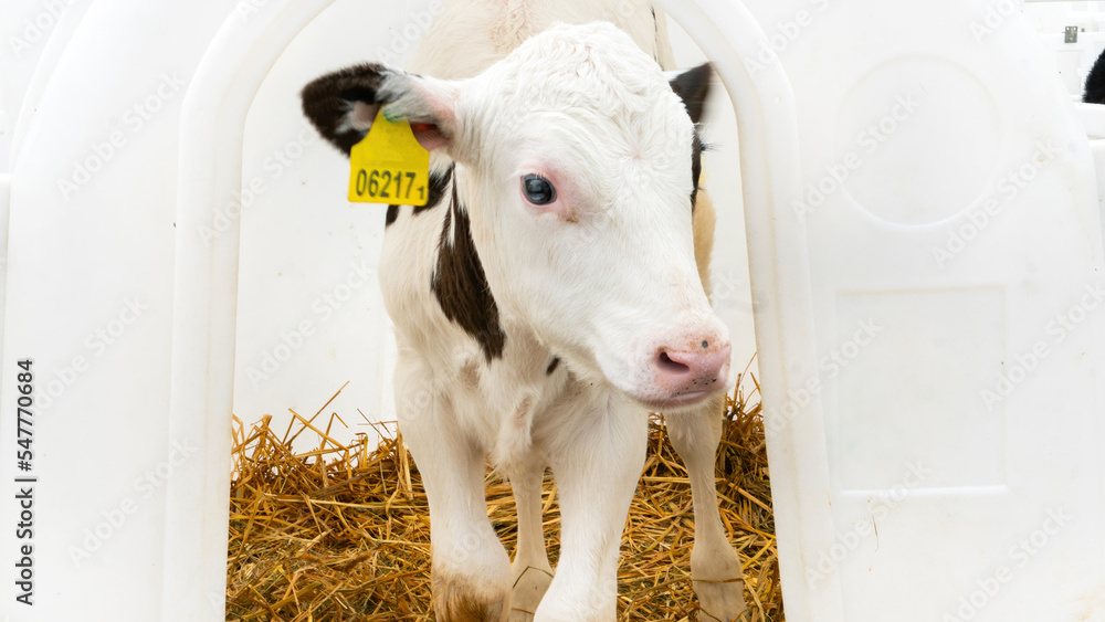 Holstein calf with ear tag close-up. A newborn calf peeks out from its ...