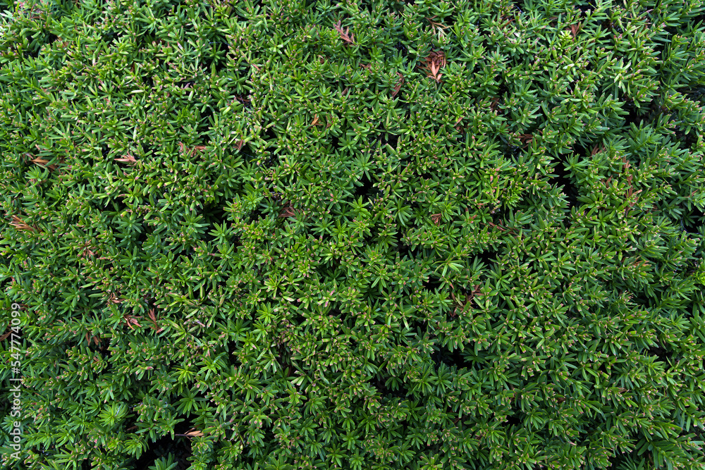 Green bush leaves texture Stock Photo | Adobe Stock
