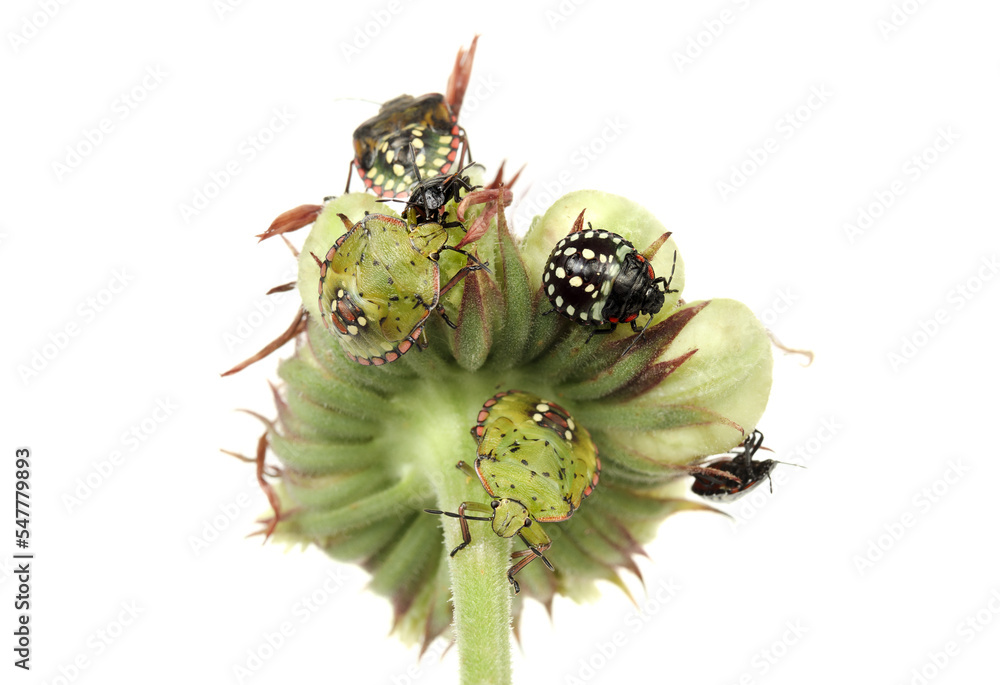 Group of southern green stink bugs on calendula flower. 2nd, 3rd, 4th ...
