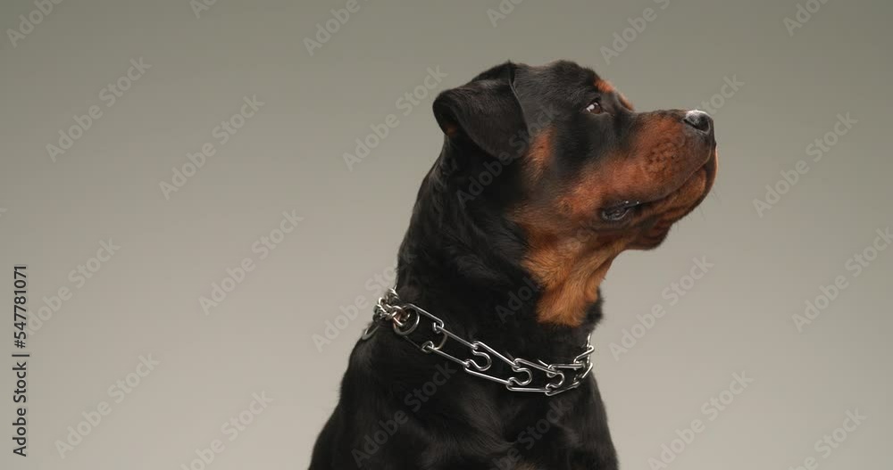 side view video of curious rottweiler dog with collar looking up side ...