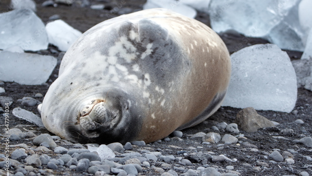 crabeater seal (Lobodon carcinophaga) lying on the ground, among chunks ...