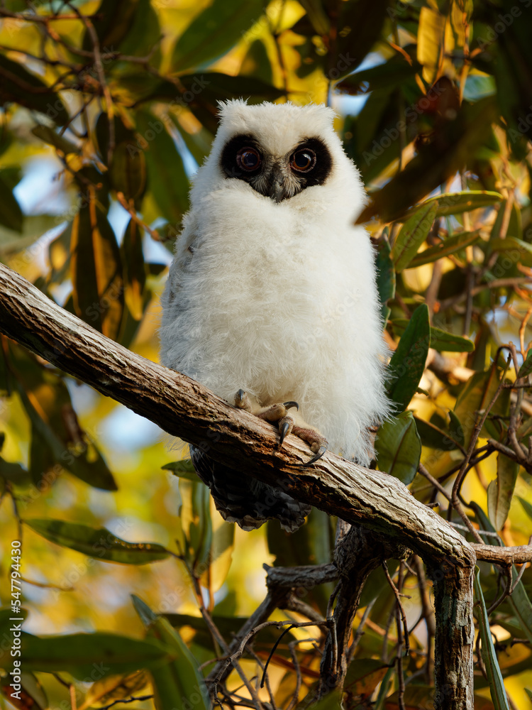 Madagascar Owl - Asio madagascariensis also Madagascan or Madagascar ...
