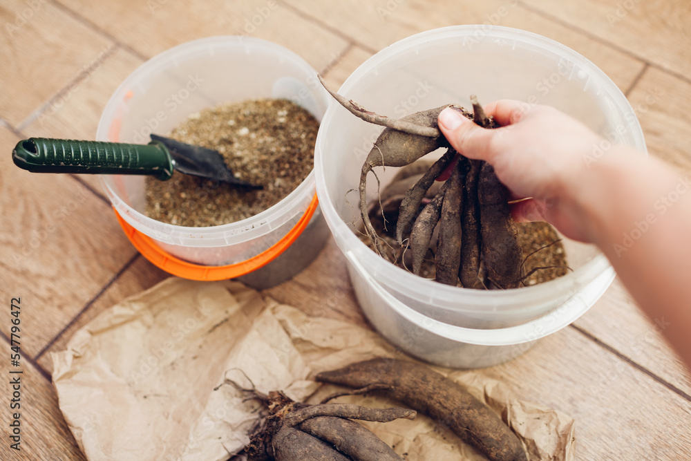 Storing dahlia tubers in vermiculite. Overwintering bulbs at home ...