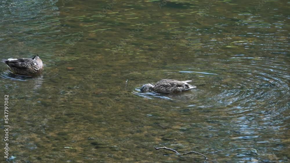 A lifestyle of popular, well-known wild waterfowl. A male duck and a ...