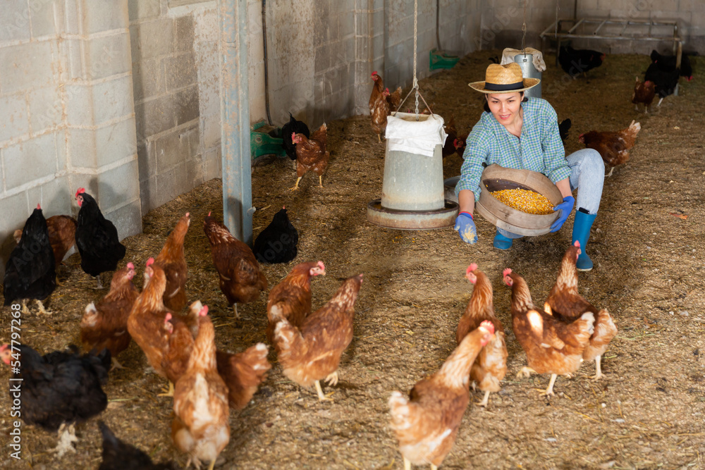 Hardworking kazakh woman farmer working in a chicken coop feeds laying ...