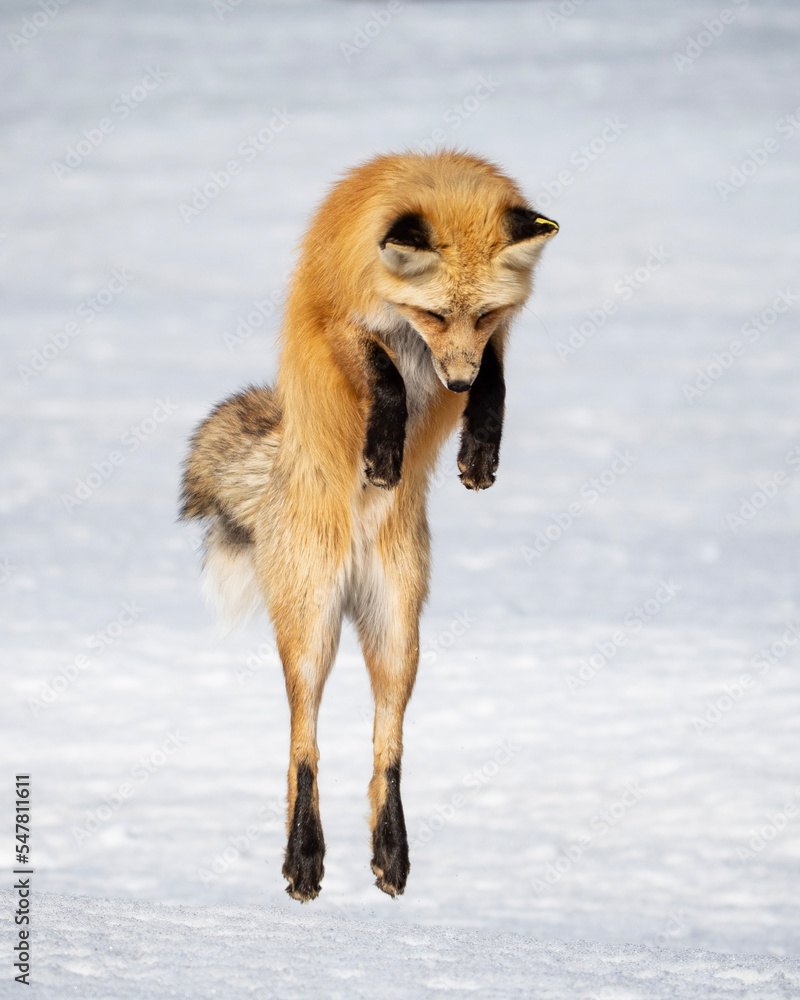 red fox jumping Stock Photo | Adobe Stock