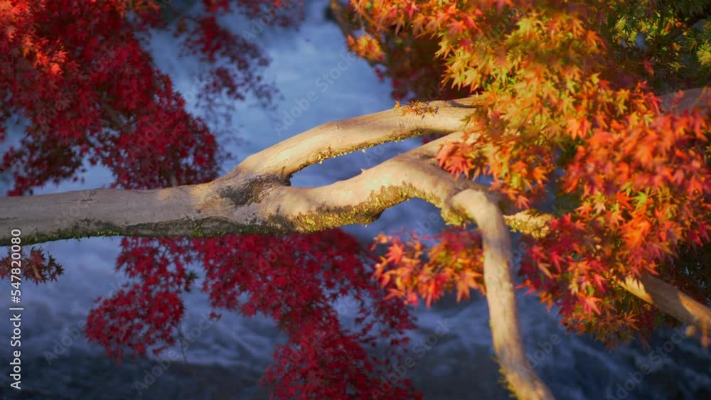 autumn leaves turning red on Japanese maple tree, momiji in Japan ...