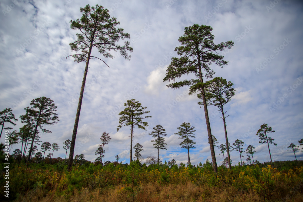Little pine trees start to grow in a reforestation woodland area Stock ...