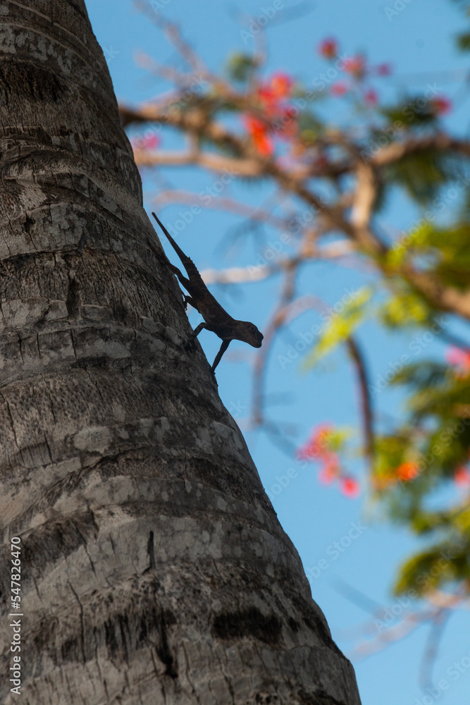 Anole with extended arms and legs on side of palm tree Stock Photo | Adobe Stock