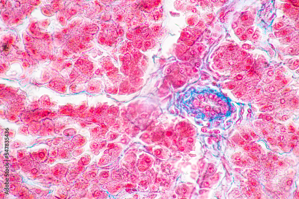 Backgrounds of Characteristics Tissue of Stomach Human, Small intestine ...