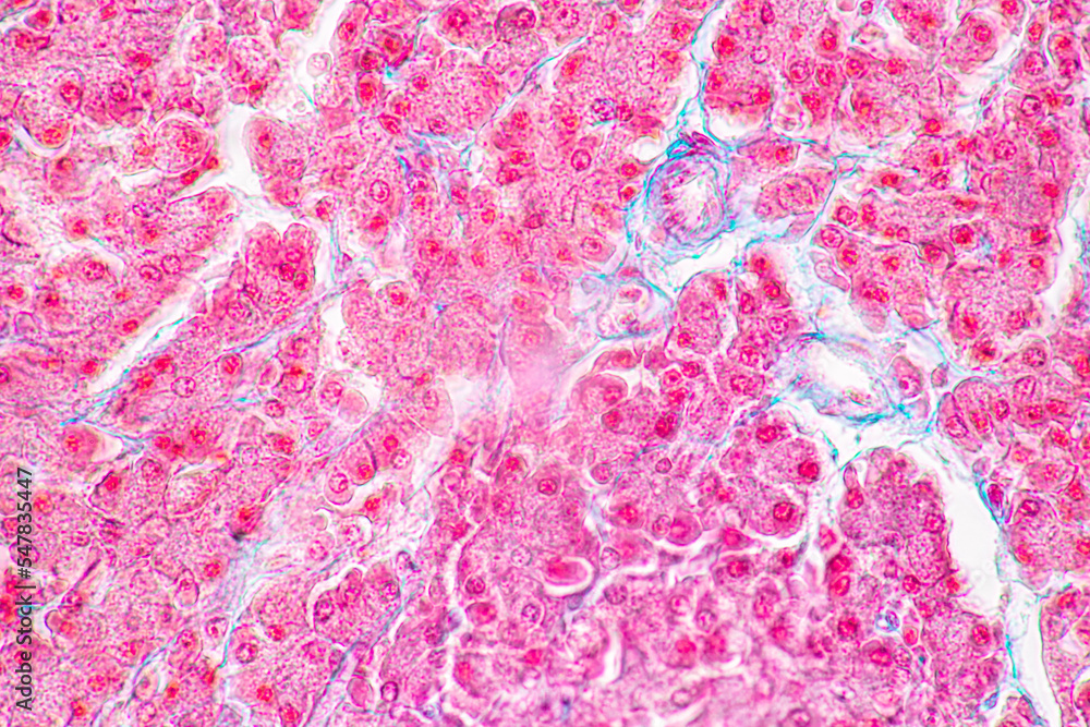 Backgrounds of Characteristics Tissue of Stomach Human, Small intestine ...