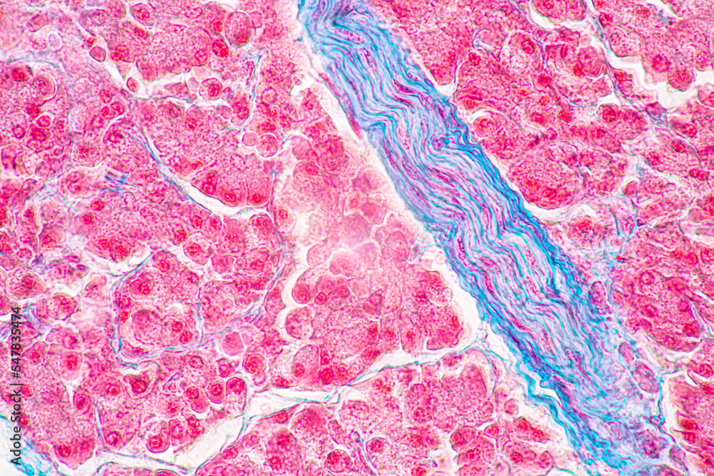 Backgrounds of Characteristics Tissue of Stomach Human, Small intestine ...
