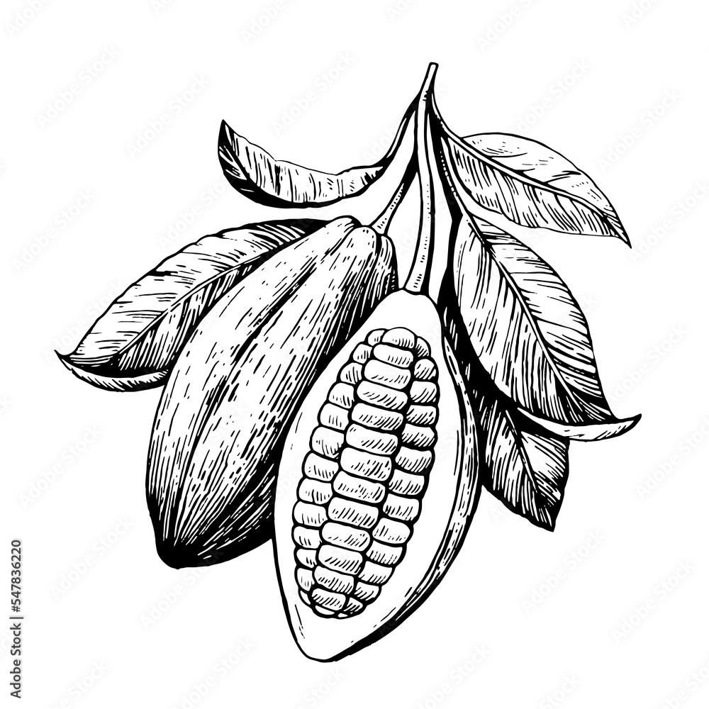 Cocoa beans illustration in black and white engraving retro style ...