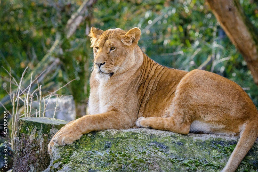 Barbary lion portrait lion king, also known as the Atlas lion. Wildlife ...