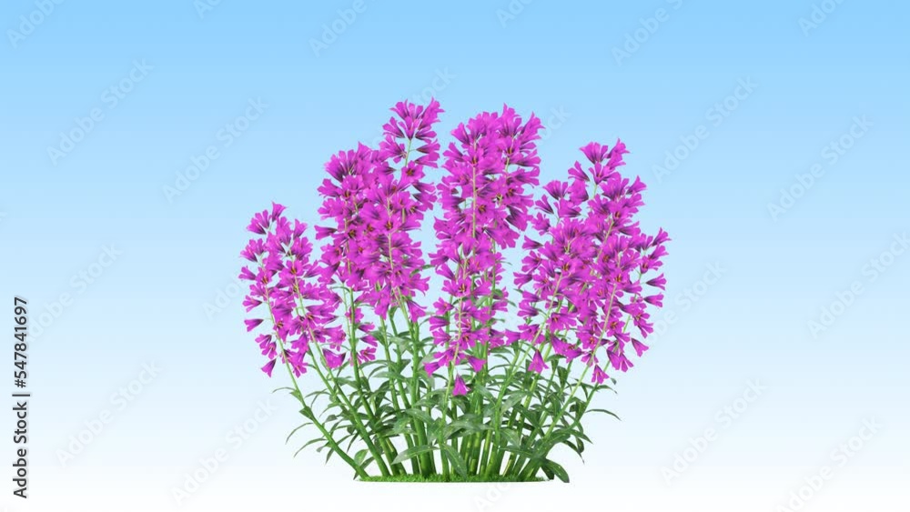 Vidéo Stock Harebell flower on a white background 3D animation ...